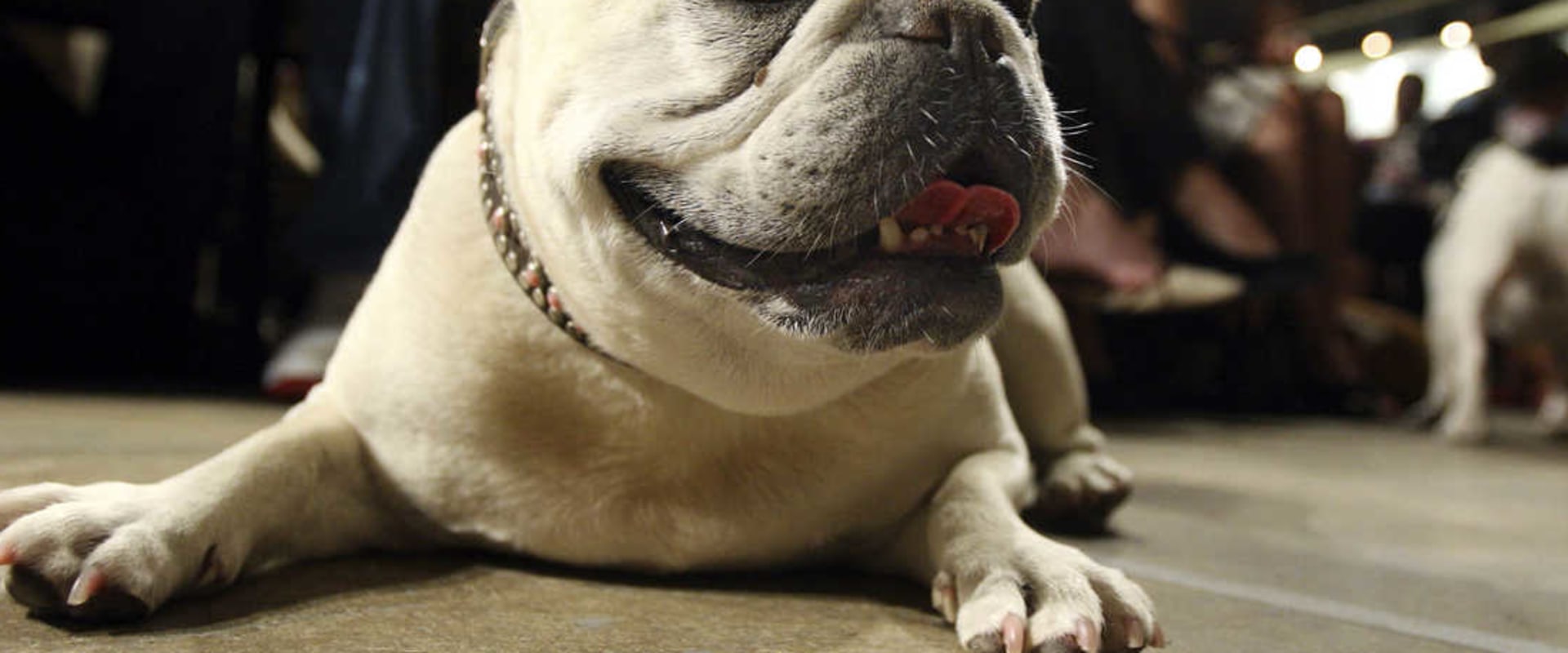 What is the #1 Dog Breed in 2023?
