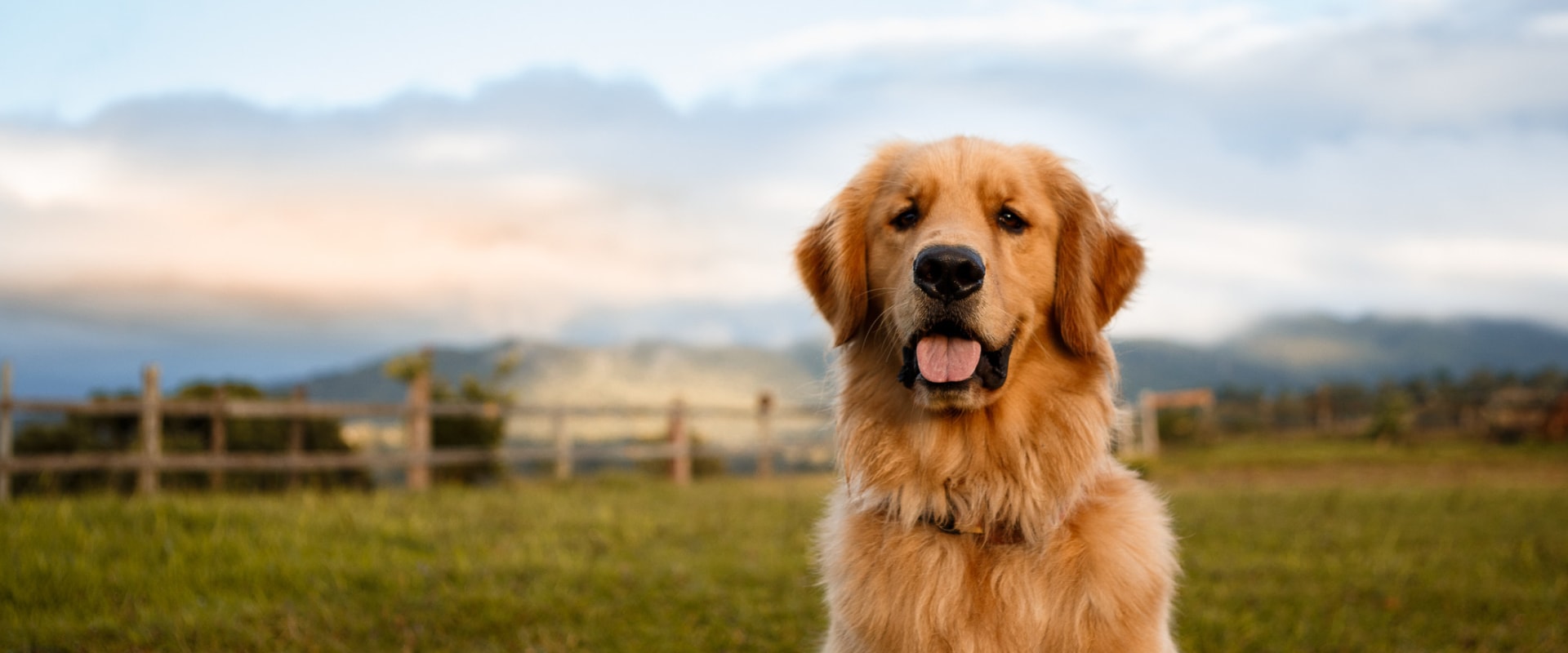 What is the Most Popular Dog Name?