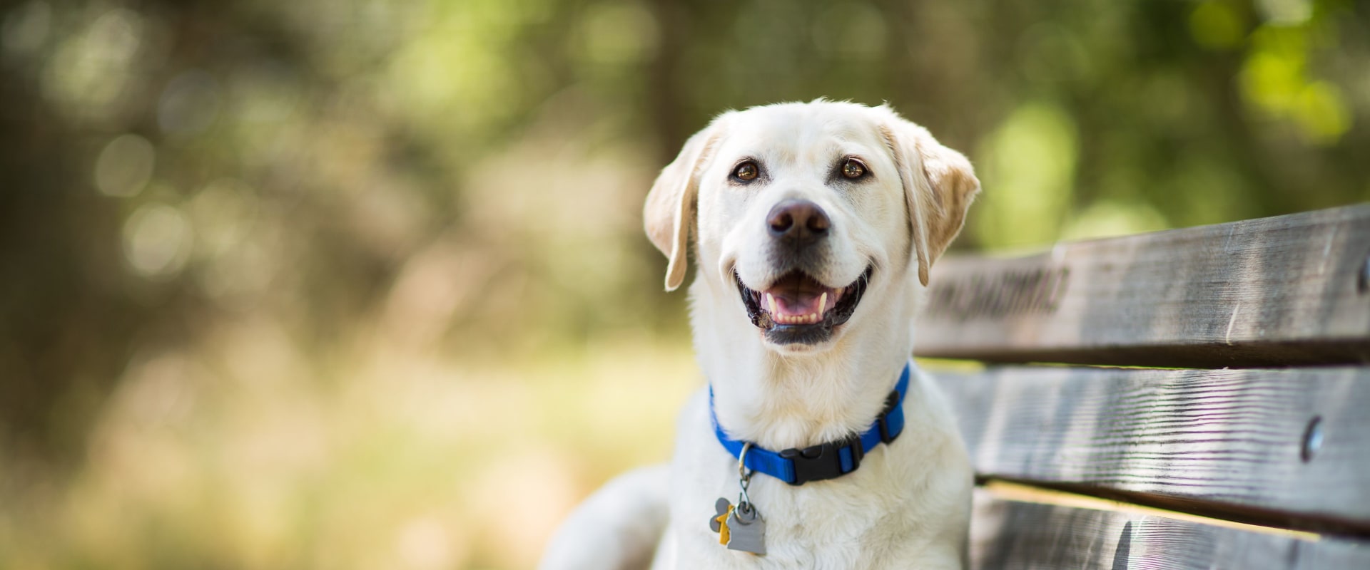 What is the #1 Best Dog Breed?