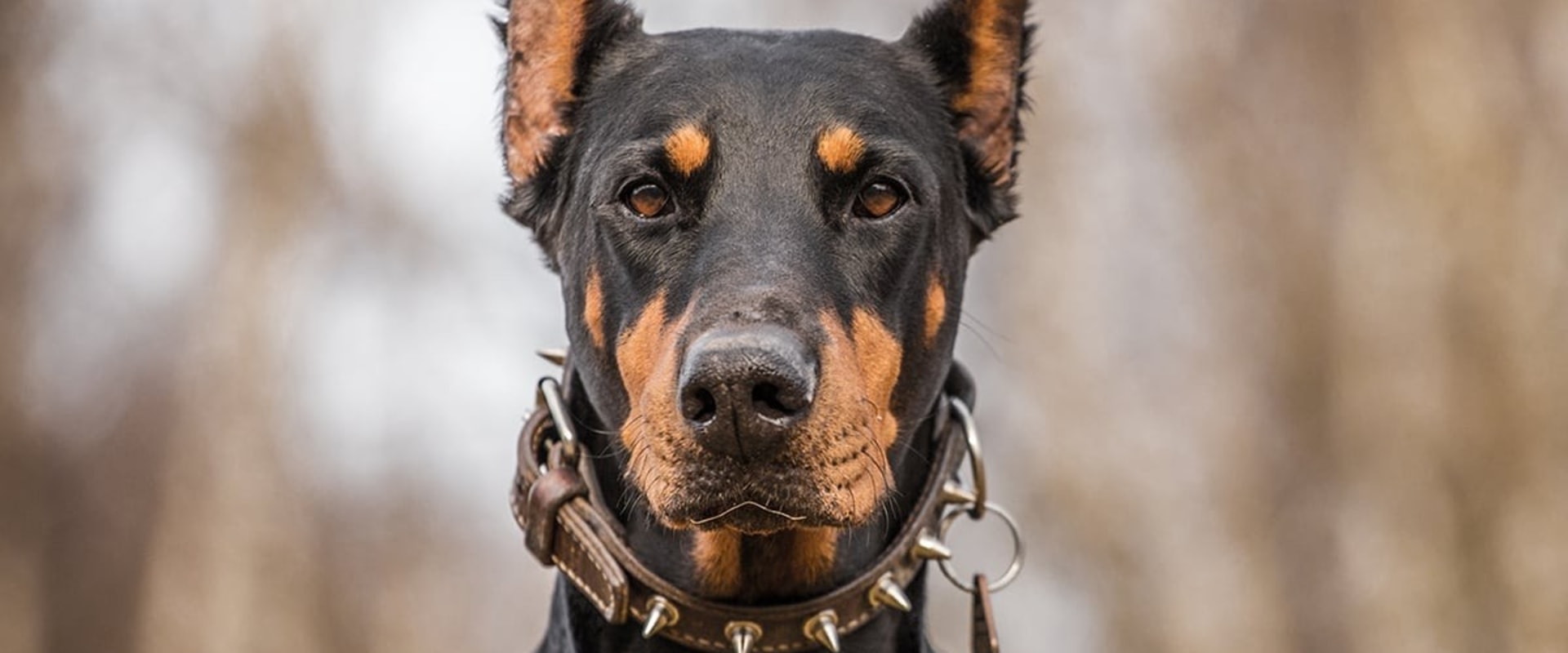 What is the most aggressive dog?