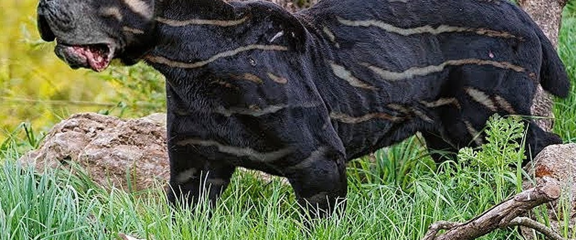 What is the Rarest Dog Breed?