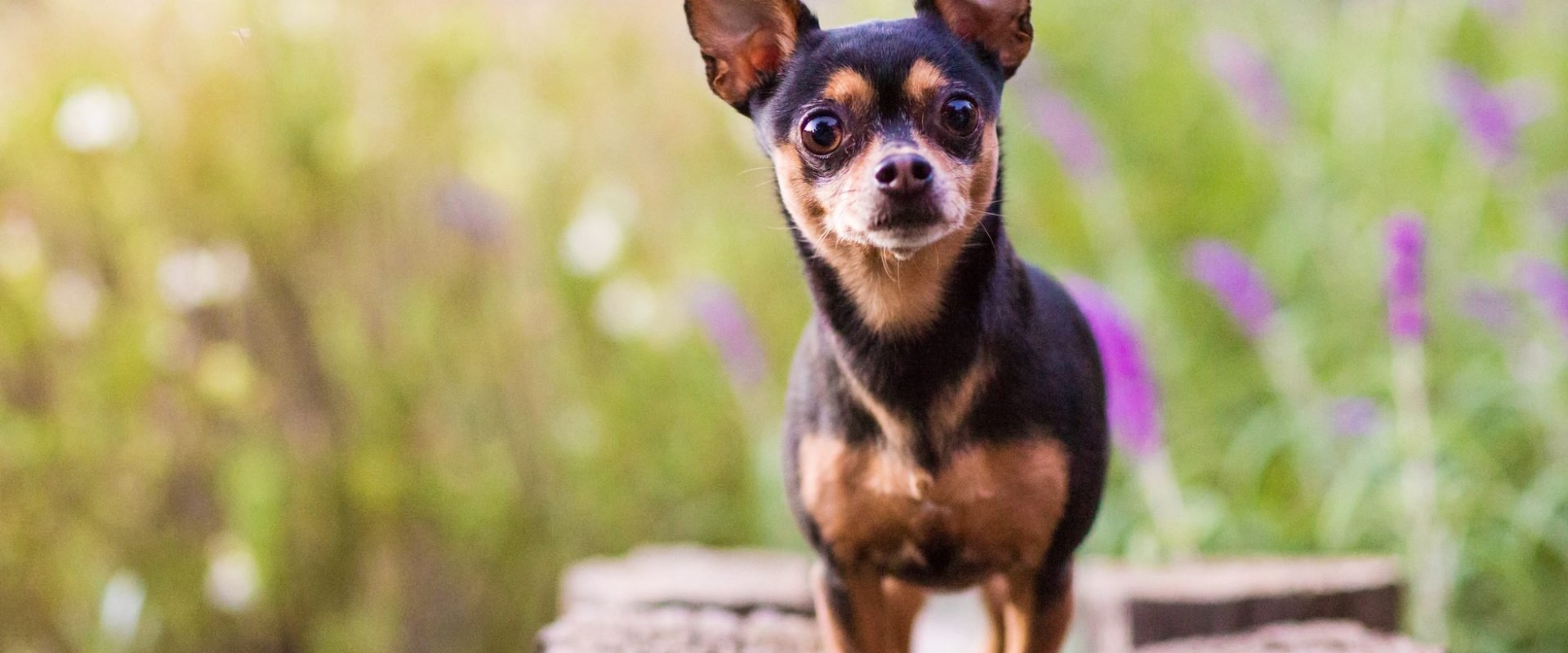The Cheapest Dog Breeds: A Guide to Low-Cost Pups