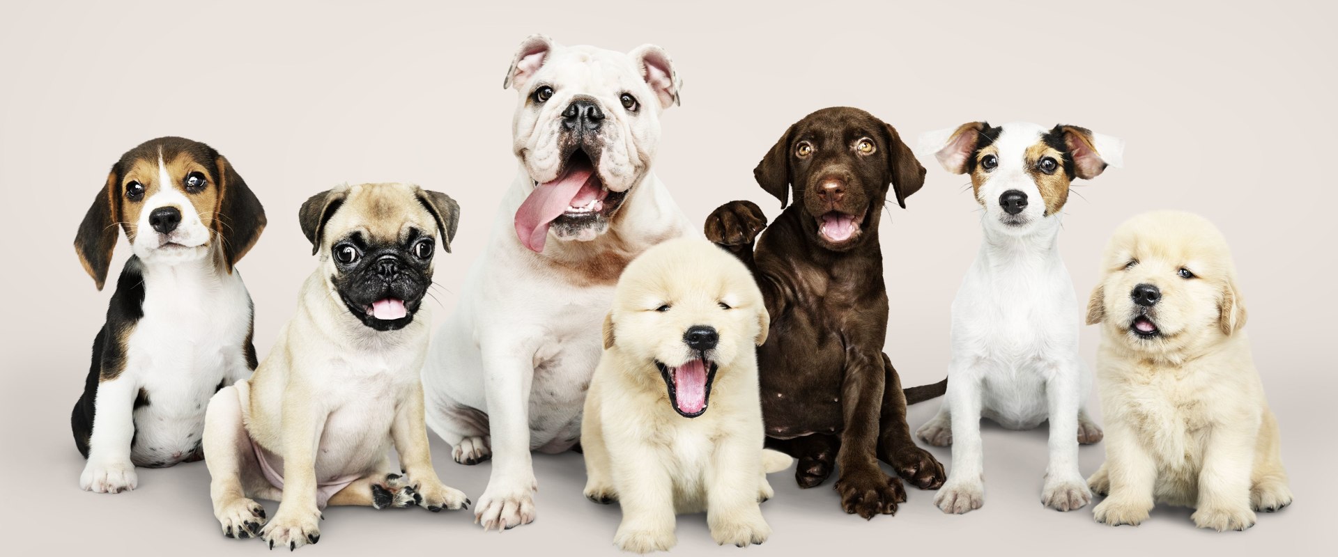 Top 10 Dog Breeds: A Comprehensive Guide
