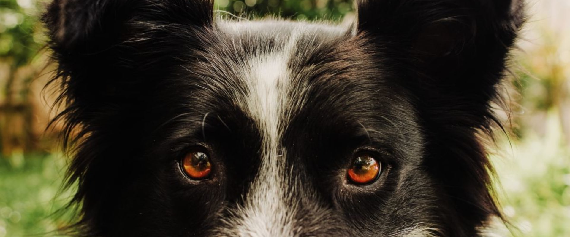 Can Different Dog Breeds Mate Naturally?