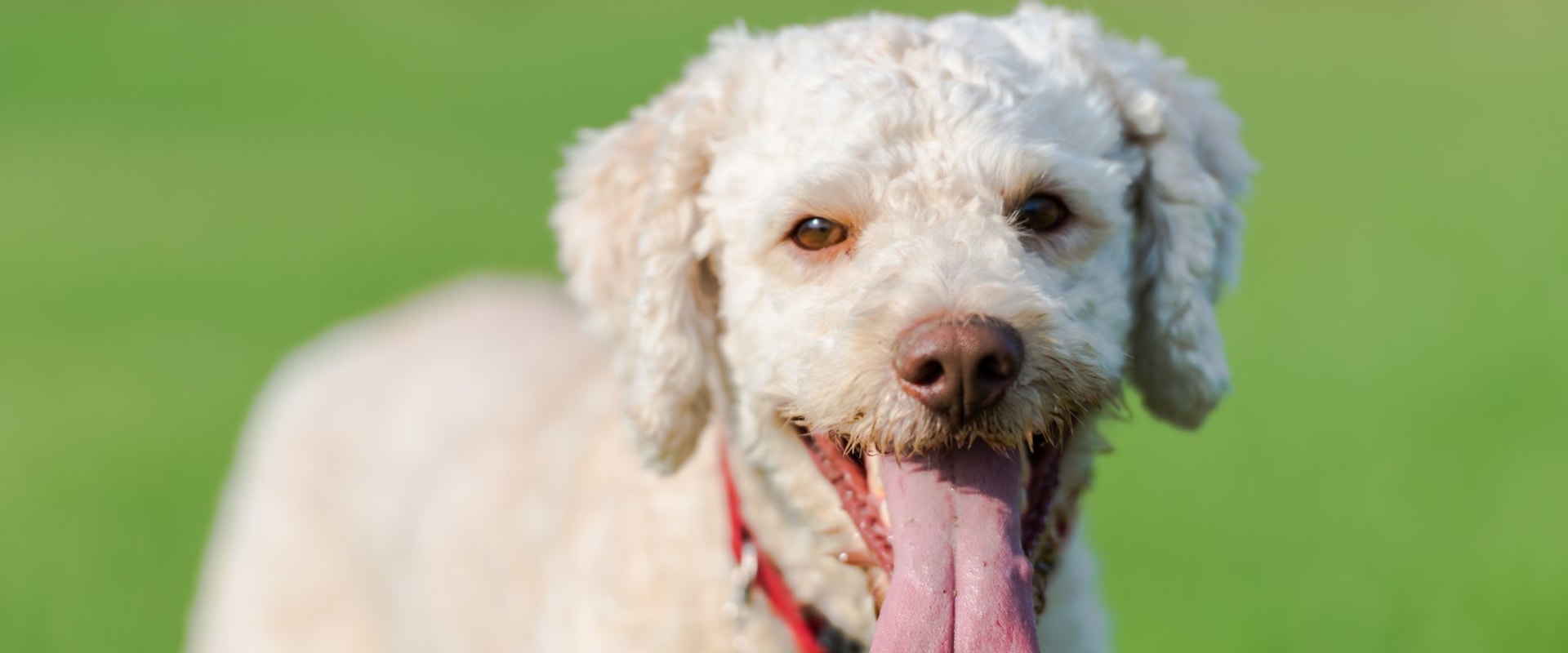 The World's Rarest Dog Breeds: From a Truffle Hunter to a Hungarian ...