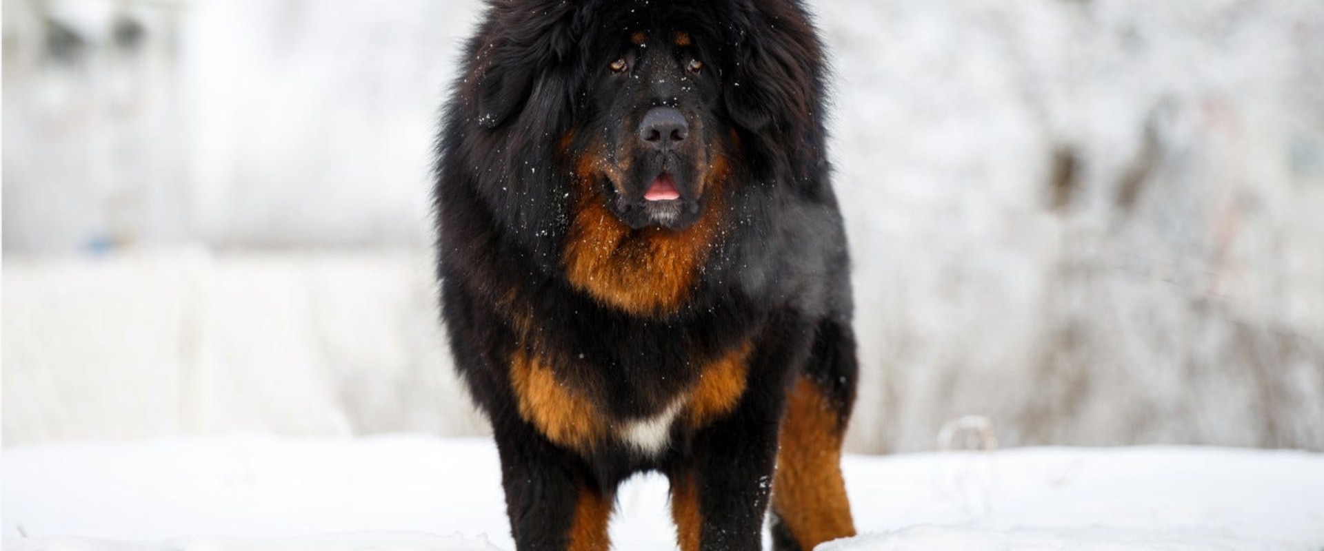 Exploring the World's Rarest Dog Breeds