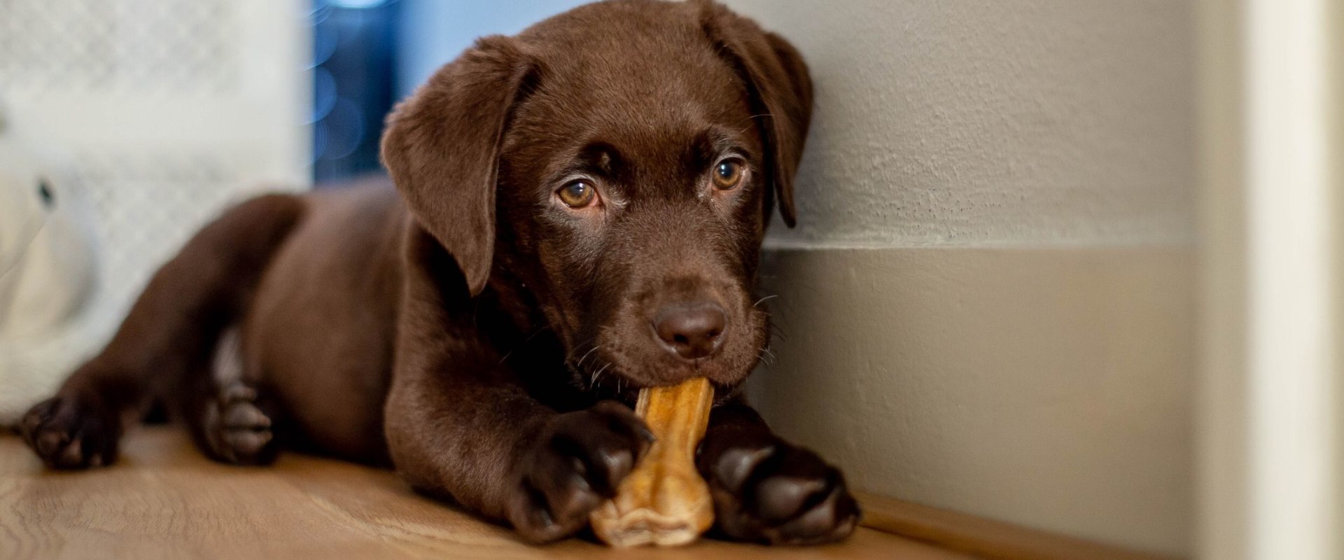 15 Dog Breeds That Love Strangers