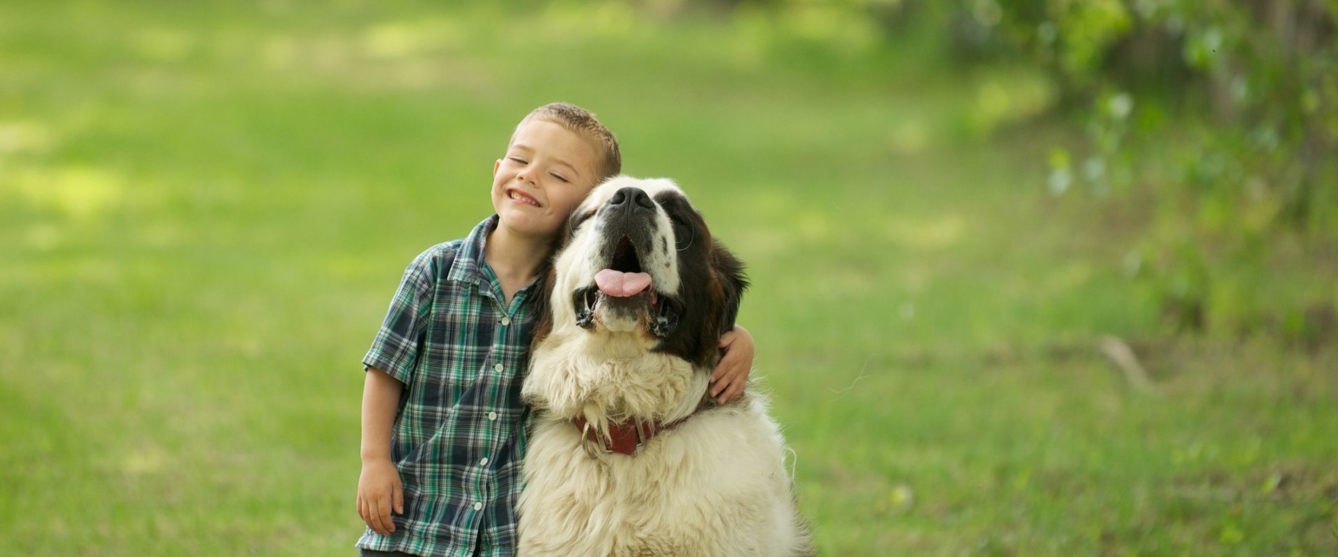 The 15 Most Loyal Dog Breeds: Who is the Most Trusting?