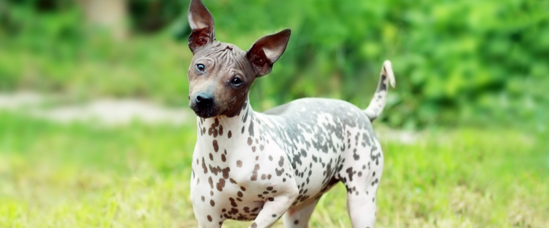 What dog has no breed?