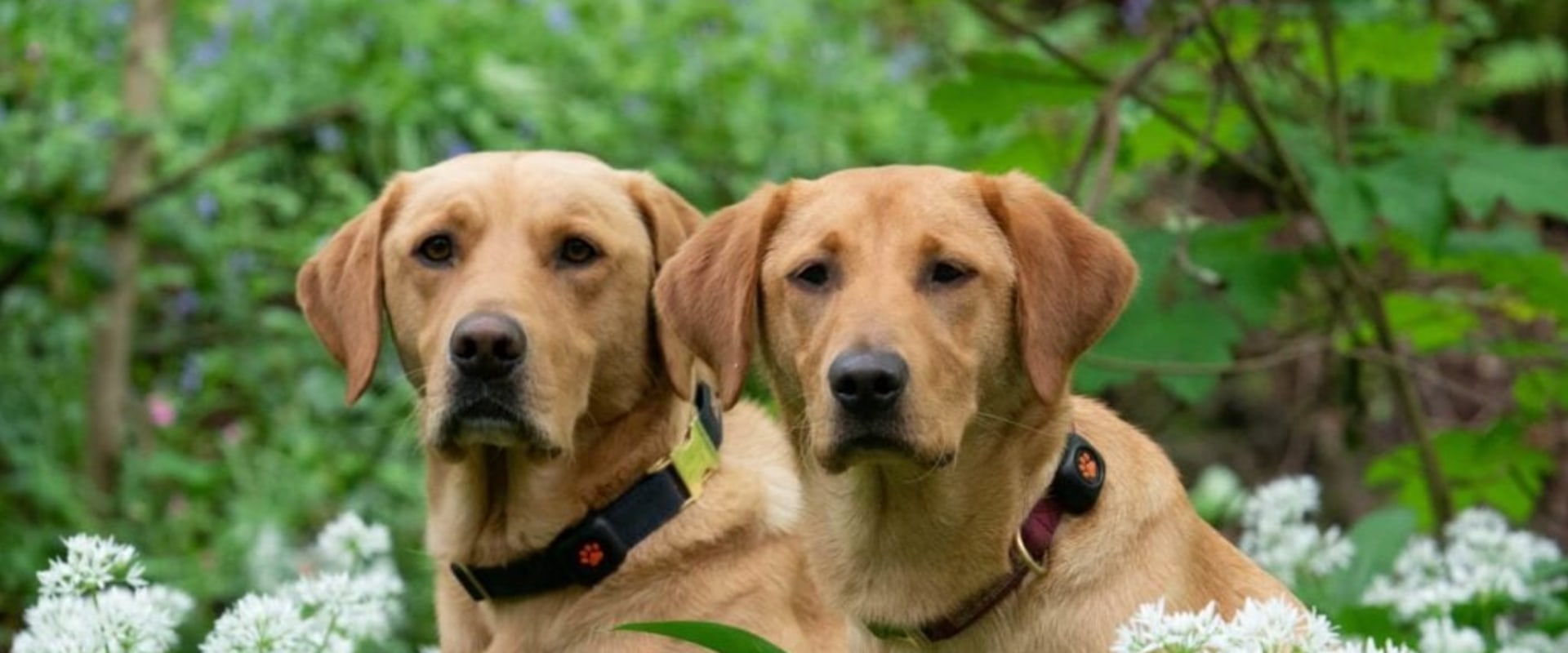 The 20 Friendliest Dog Breeds: Find the Perfect Pet for Your Family