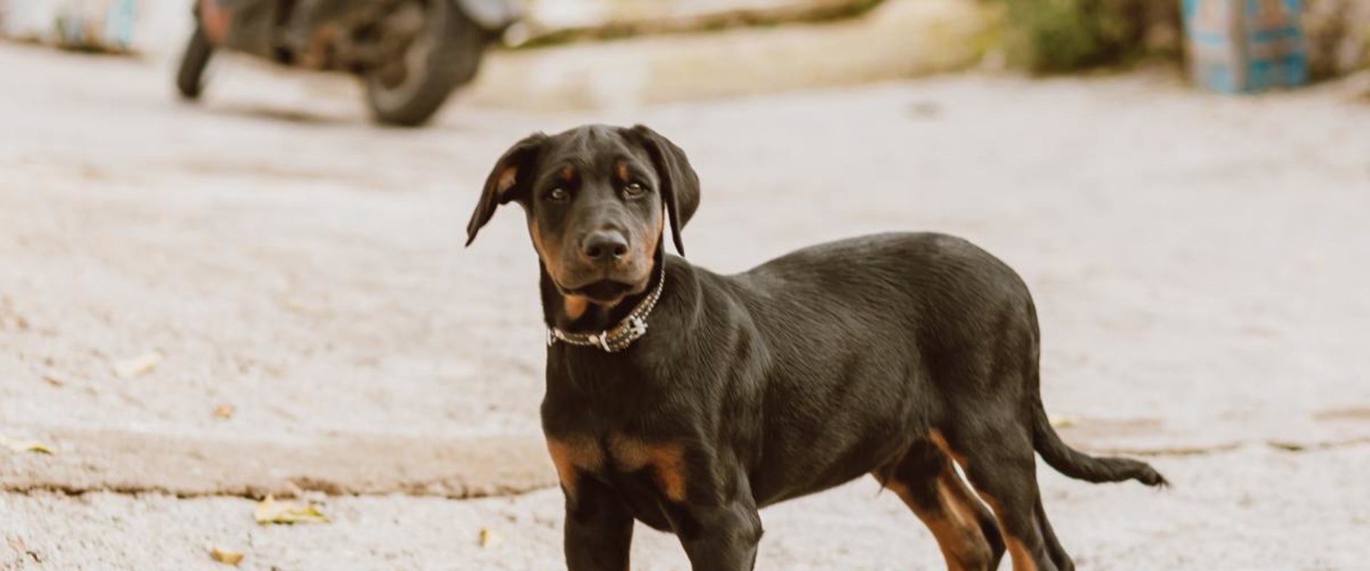 Do All Dog Breeds Have the Ability to Breed?