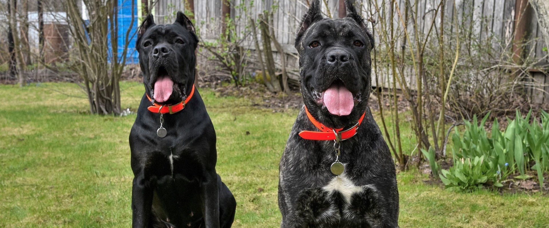 What is the #1 Protective Dog Breed?